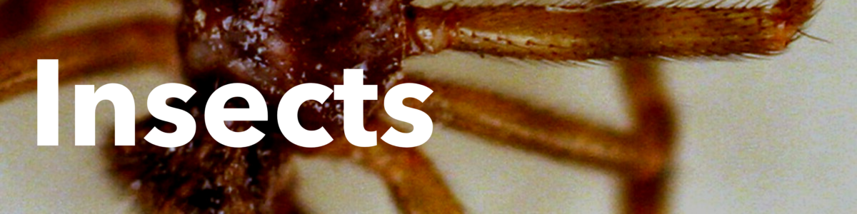 Insects – 6-12 STEAM Activities