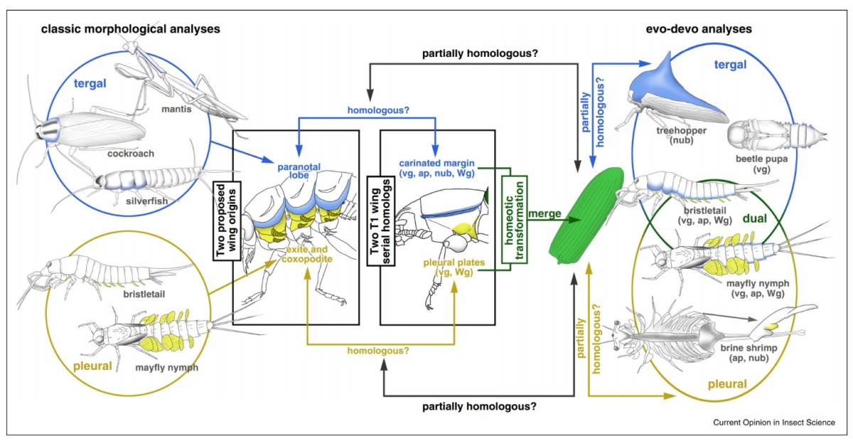 The Biggest Mystery in Evolution: The Origin of Insect Flight – Arts on ...
