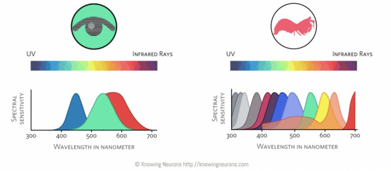 Magenta Doesn’t Exist? – Arts on the Brain