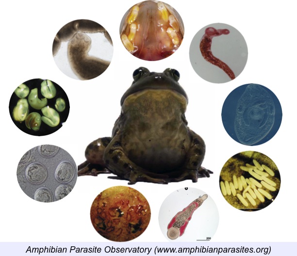 Research – Ian D. Buller, MA