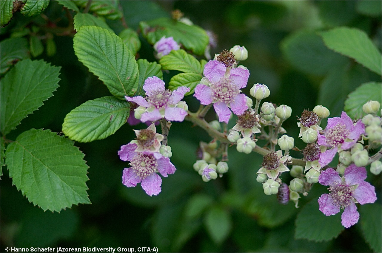 Research – Ian D. Buller, MA