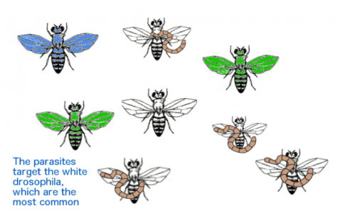 Flies in an Evolutionary Arms Race | EvolutionShorts