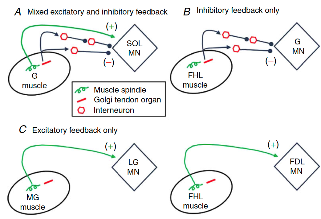 Proprioceptive feedback: influence of intermuscular excitation and ...