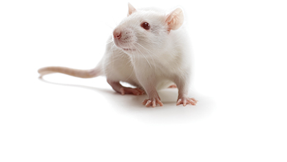 A Day Just for Music | NBB in Paris