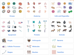 New (free!) resource for scientific illustration from the NIH – WHSC ...